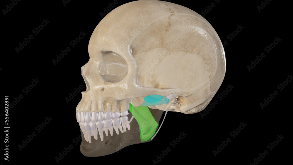 Anatomical Illustration of Pterygoid Muscles.3d rendering Stock ...
