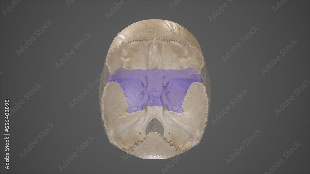 Anatomical Illustration of Sphenoid Bone.3d rendering Stock ...