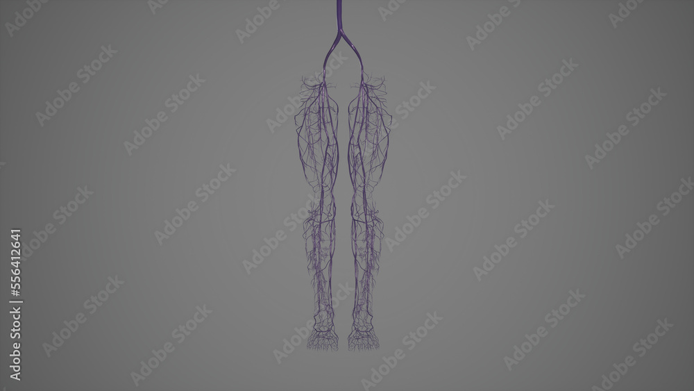 Superficial and Deep Veins of Lower Limb.3d rendering Stock ...