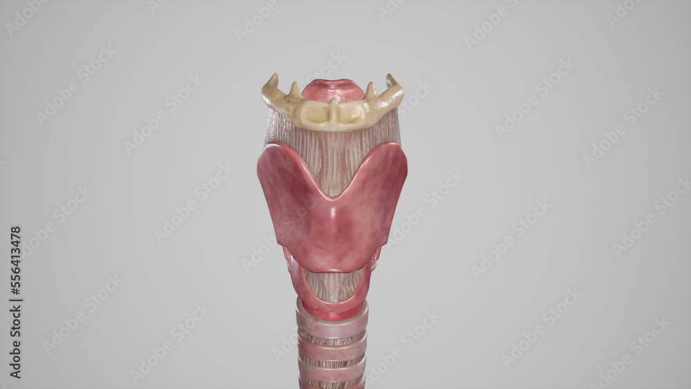 Anterior View of Larynx.3d rendering Stock Illustration | Adobe Stock