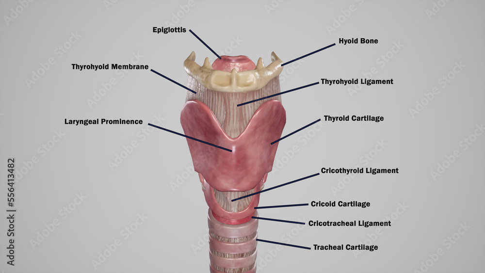 Larynx Anatomy 3d