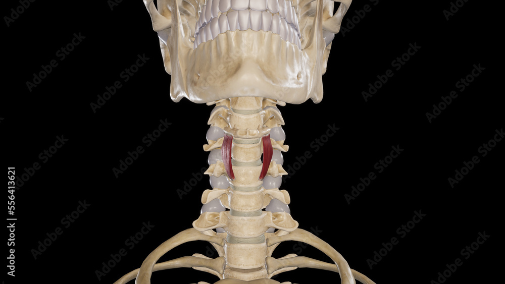 Anatomical Illustration of Thyrohyoid Muscle.3d rendering Stock ...