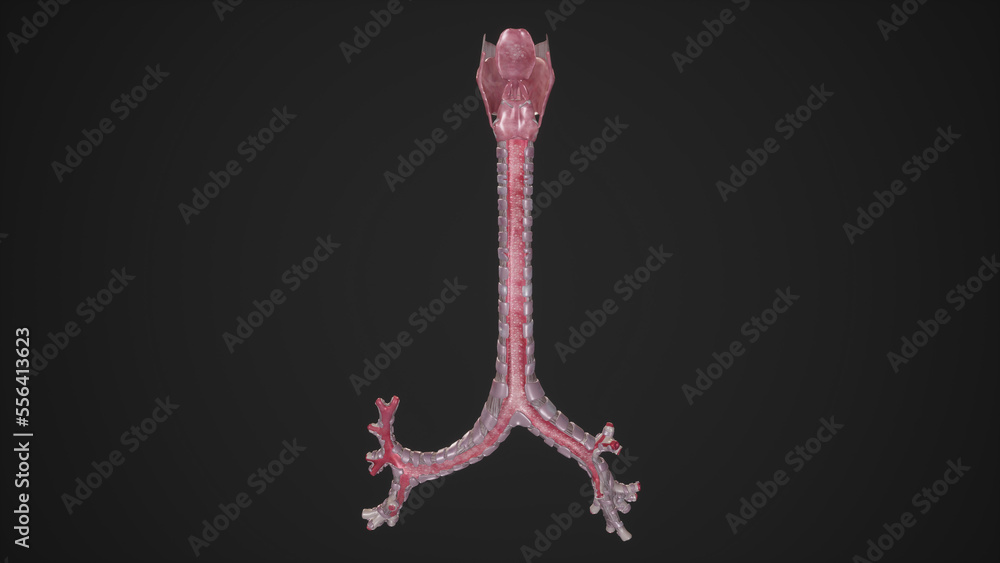Anatomical Illustration of Trachea Posterior View.3d rendering Stock ...