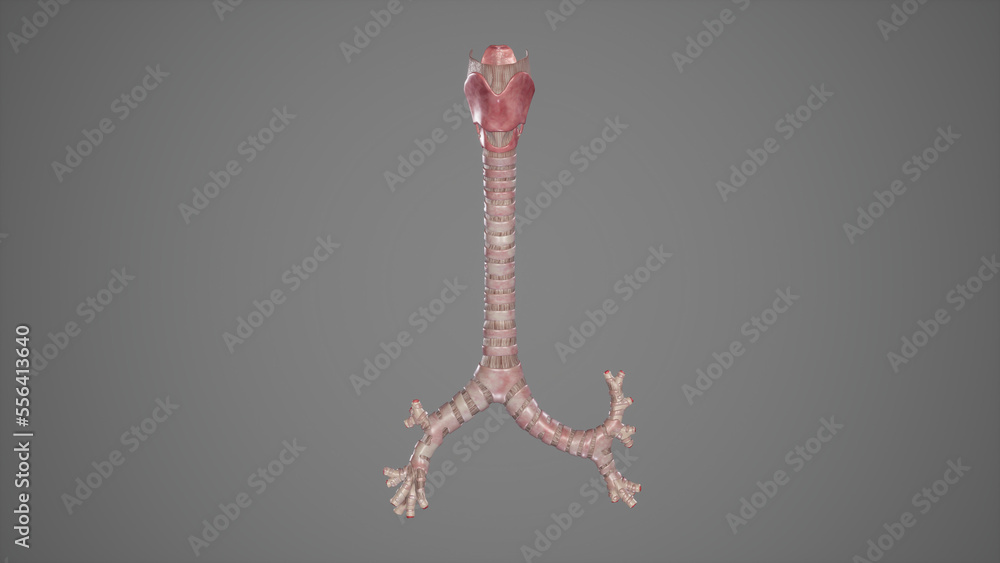 Poster Anatomical Illustration of Trachea.3d rendering – Wall Art ...