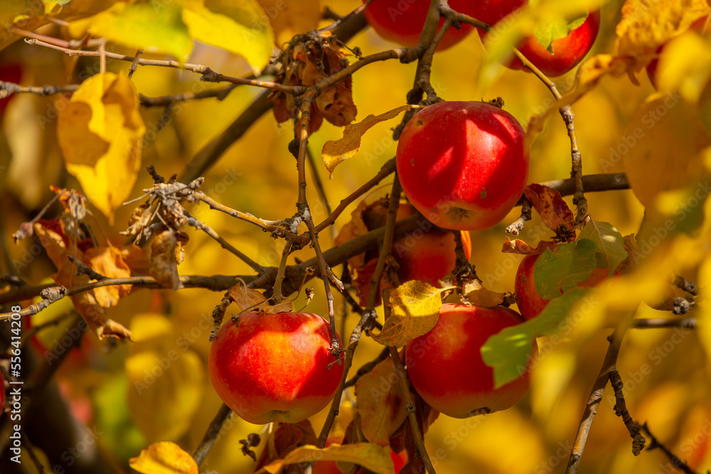 Harvest of apples on a plantation in the garden. Fruit trees with ...