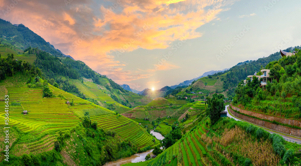 Vietnamese rice fields are seasonal because they are planted on verdant ...