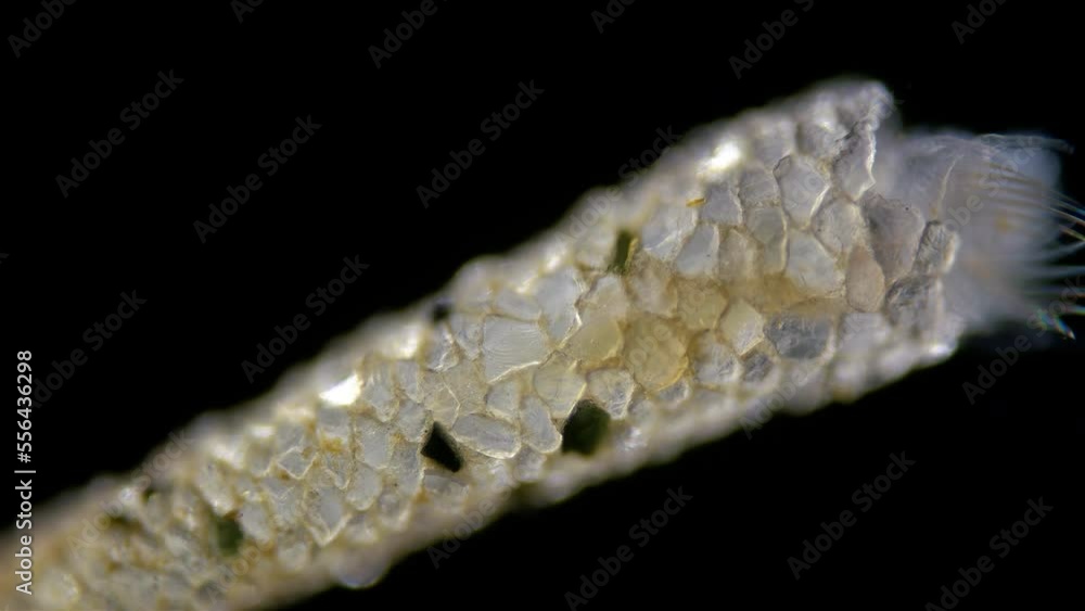 Worm family Pectinariidae under a microscope, possibly genus Pectinaria ...