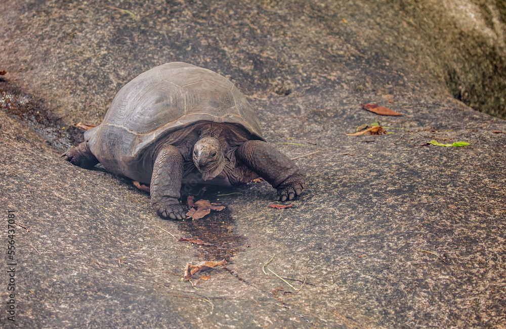 Gigantic Turtles in Seychelles, Rare Endemic Species, Giant Turtle ...