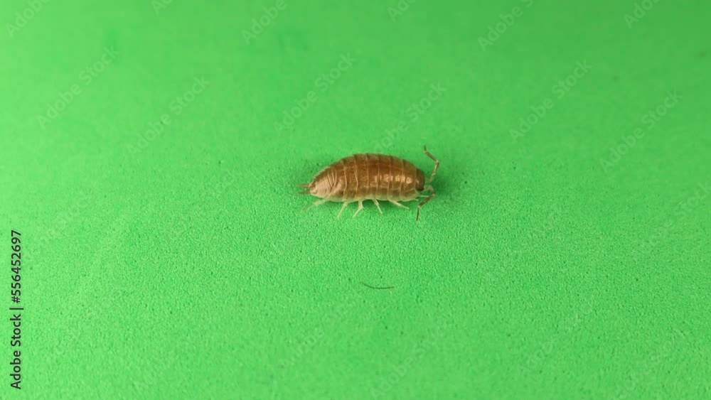 Woodlouse, pill bug on a green background. Wood louse isolated. It's ...