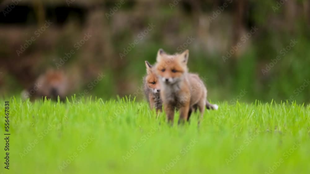 baby fox kitten puppies playing on a green field with litter mates ...