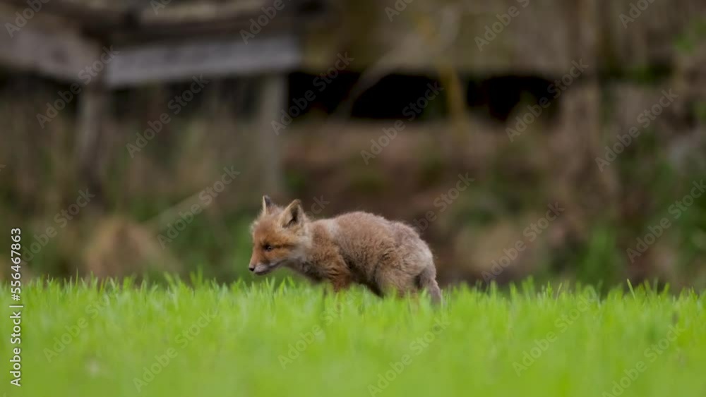 Wideo Stock: baby fox kitten puppies playing on a green field with ...