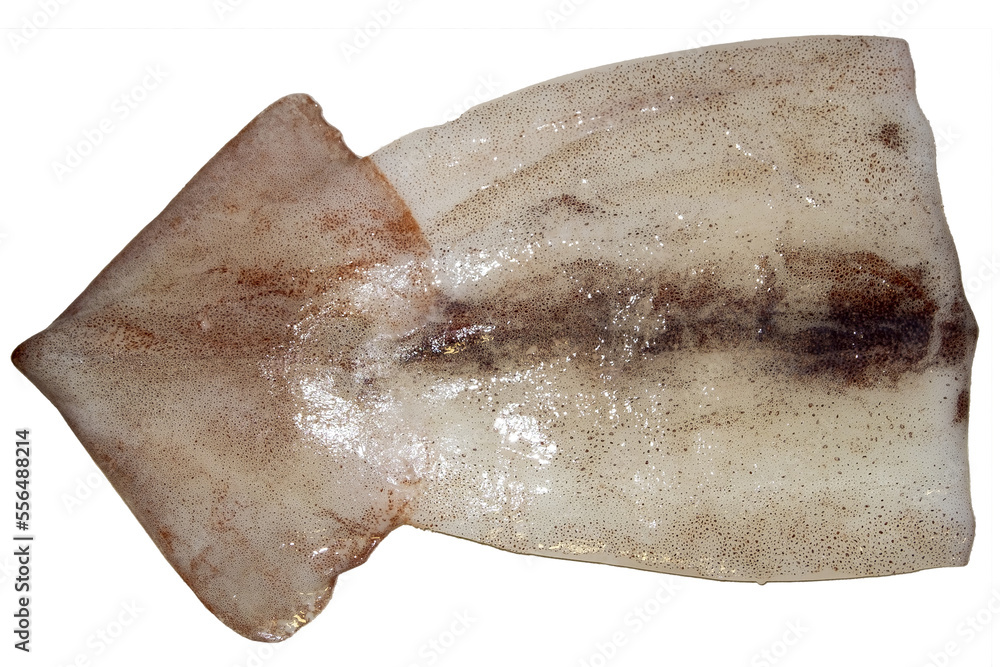 Clean squid for cooking isolated transparent png. Squid or Dosidicus ...