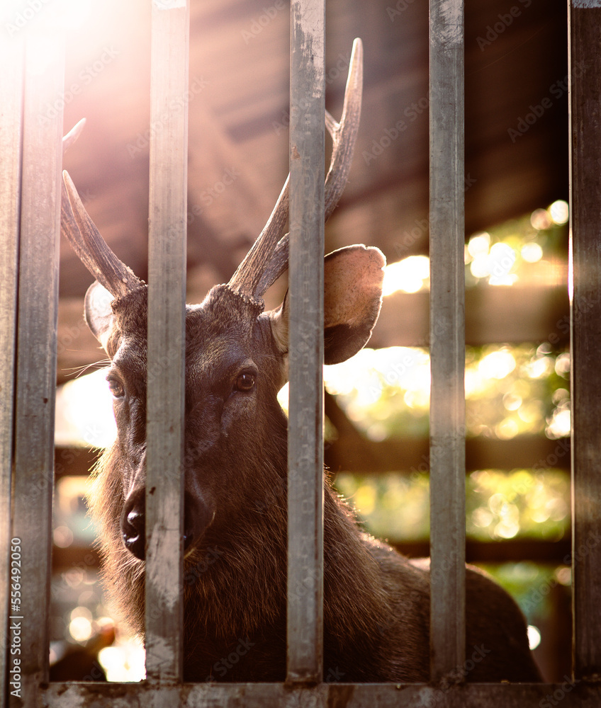 Protection of wildlife. Cruel treatment with elk, mammals. Welfare of ...