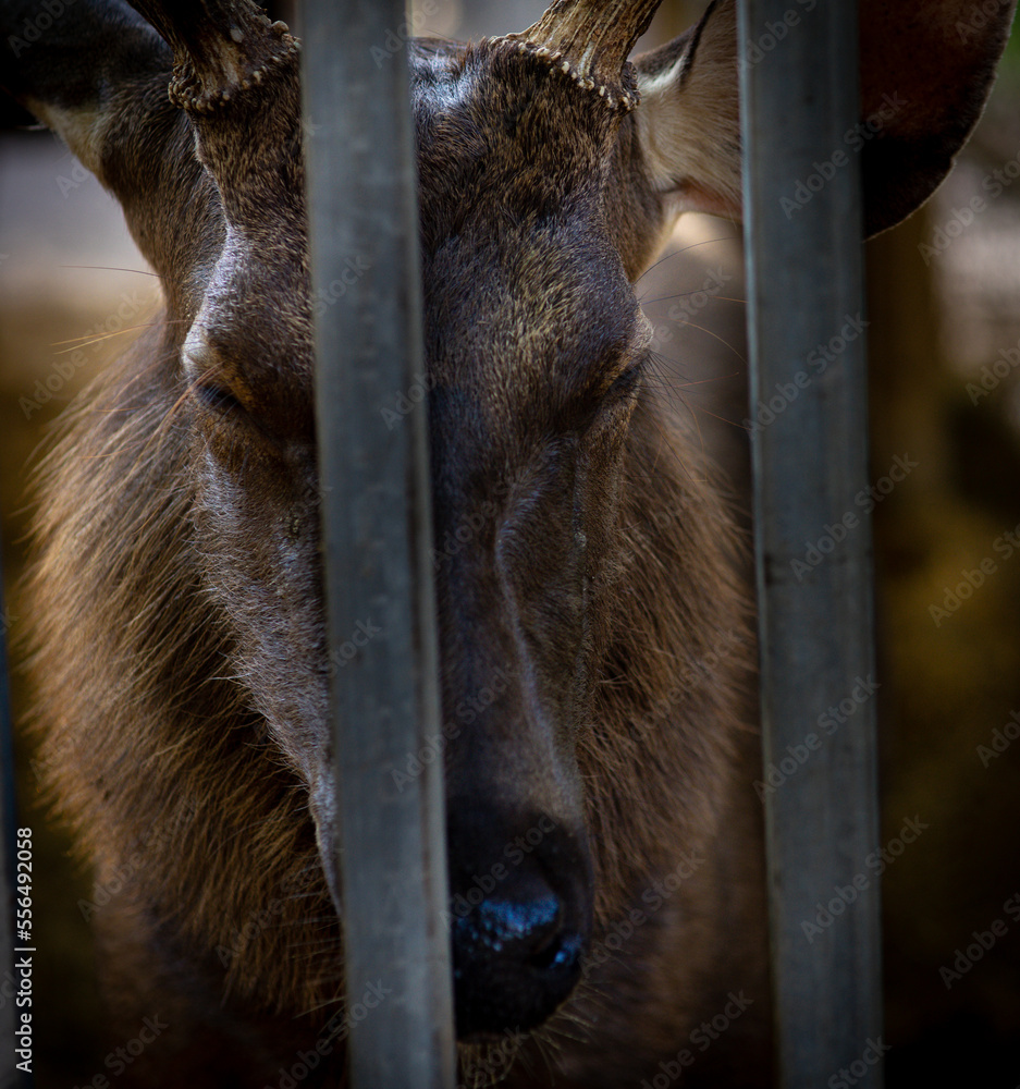 Protection of wildlife. Cruel treatment with elk, mammals. Welfare of ...