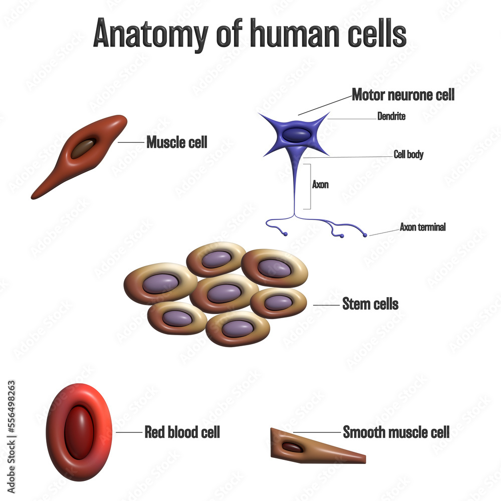 Anatomy of human cells isolated on white background as Health care and ...