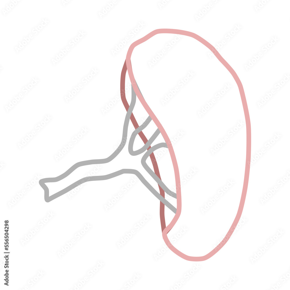 Spleen vector outline shape. Spleen vector. Human organs. Human anatomy ...