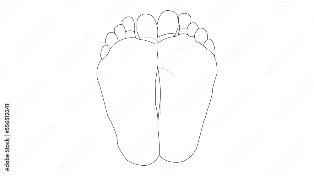 Vector drawing of two bare feet sole with some veins and no color Stock ...