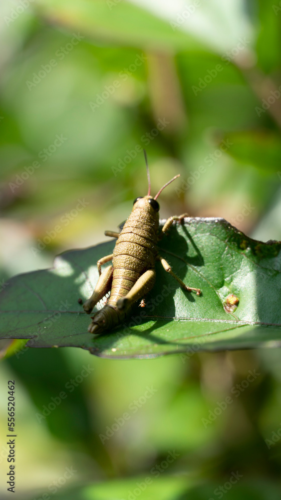 Algunos los confunden con los grillos, pero los saltamontes conforman ...