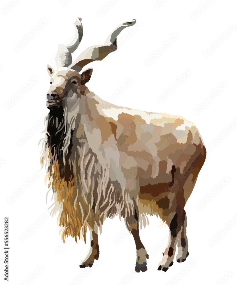 Illustration Rare animal, Markhor goat. Listed in the Red Book. Long ...