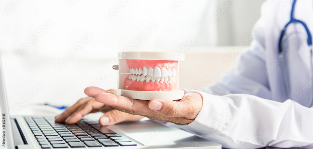 Dentist woman hand holding educational jaw model of oral cavity with ...