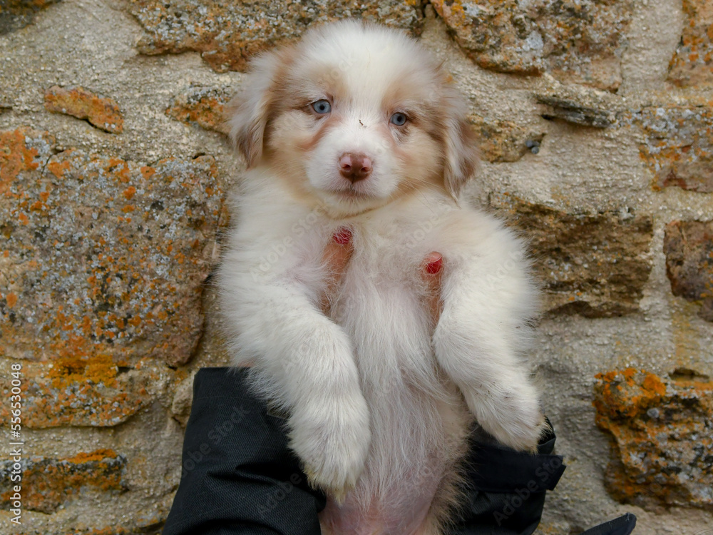 Chiot de race berger australien dans un élevage Stock Photo | Adobe Stock