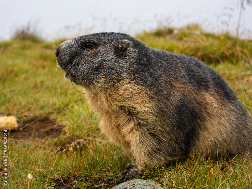 Cute Marmot photographed from the side. Blurred background. Marmot with ...
