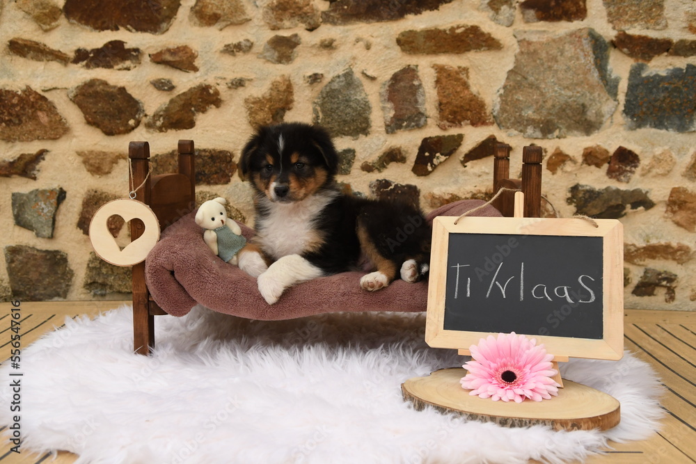 Chiot de race berger australien et américain dans la nature Stock Photo ...