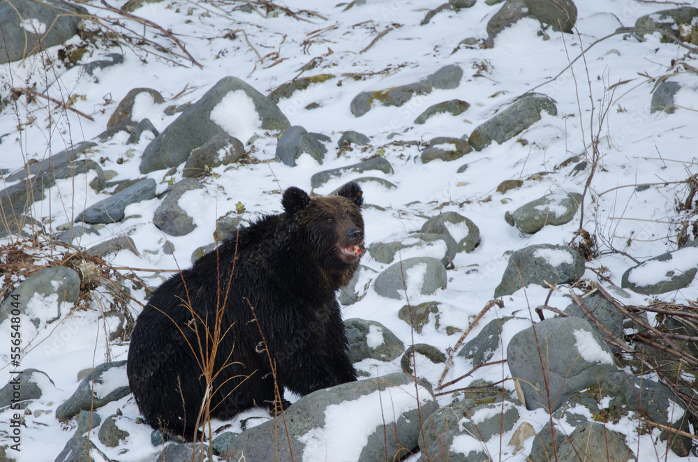 Ussuri Brown Bear