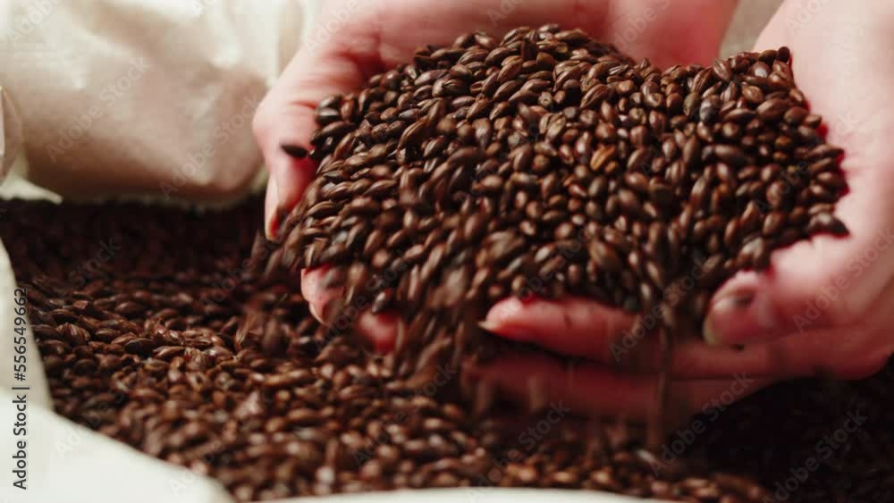 Dry black golden barley coffee beans malt close-up. Craft beer ...