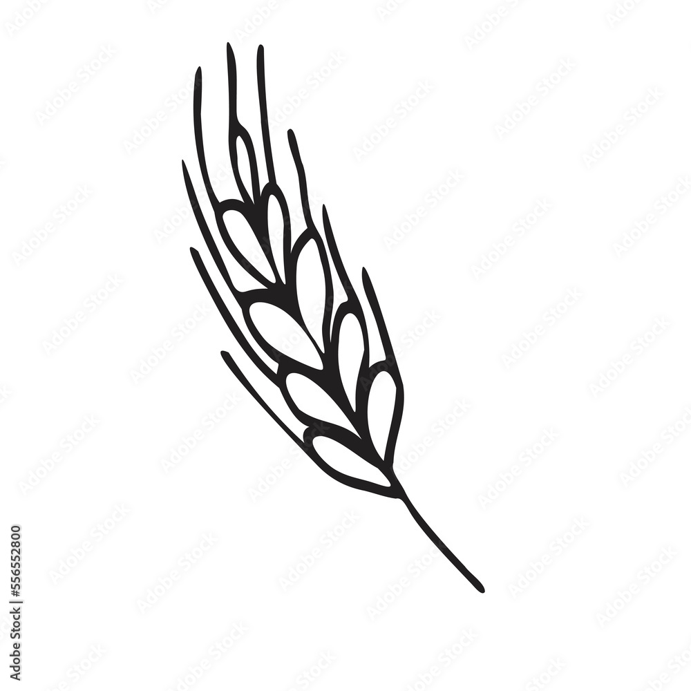 Spikelet of wheat in doodle style. Simple black and white sketch of ...