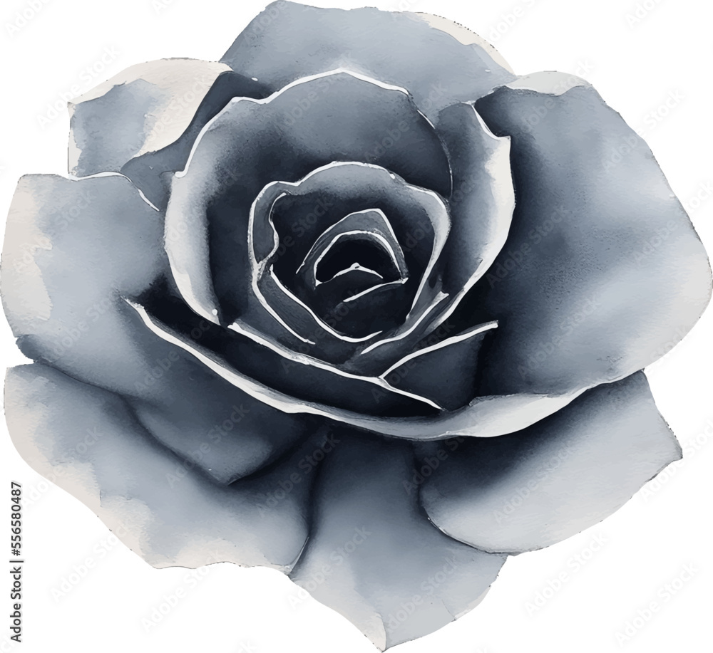 black rose hand drawn with watercolor painting style illustration Stock ...