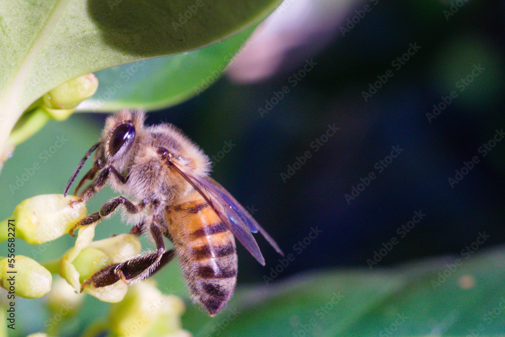 Western Honey Bee The western honey bee was one of the first utiized ...