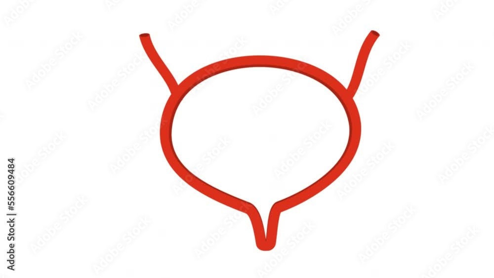 Bladder. Animation of human internal organs, alpha channel. Cartoon ...