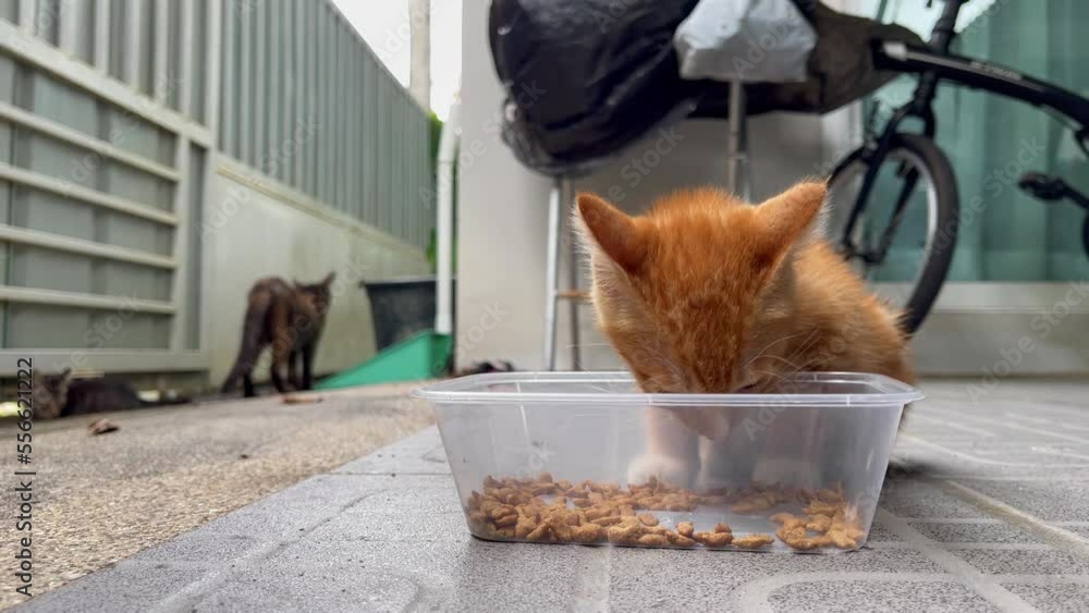 Hungry little brown cat eating dry food from plastic container. Cute ...