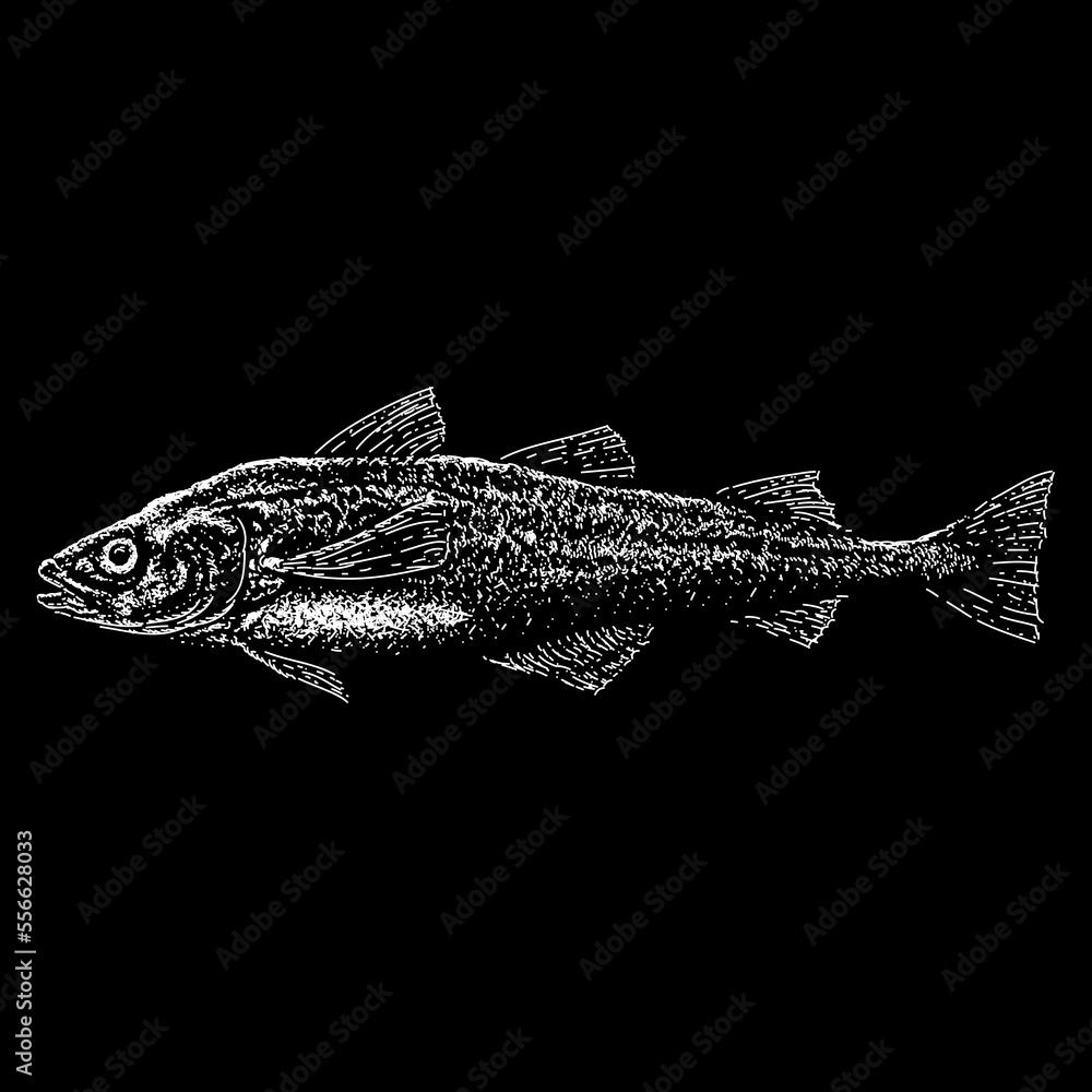 Alaskan Pollock hand drawing vector isolated on black background. Stock ...