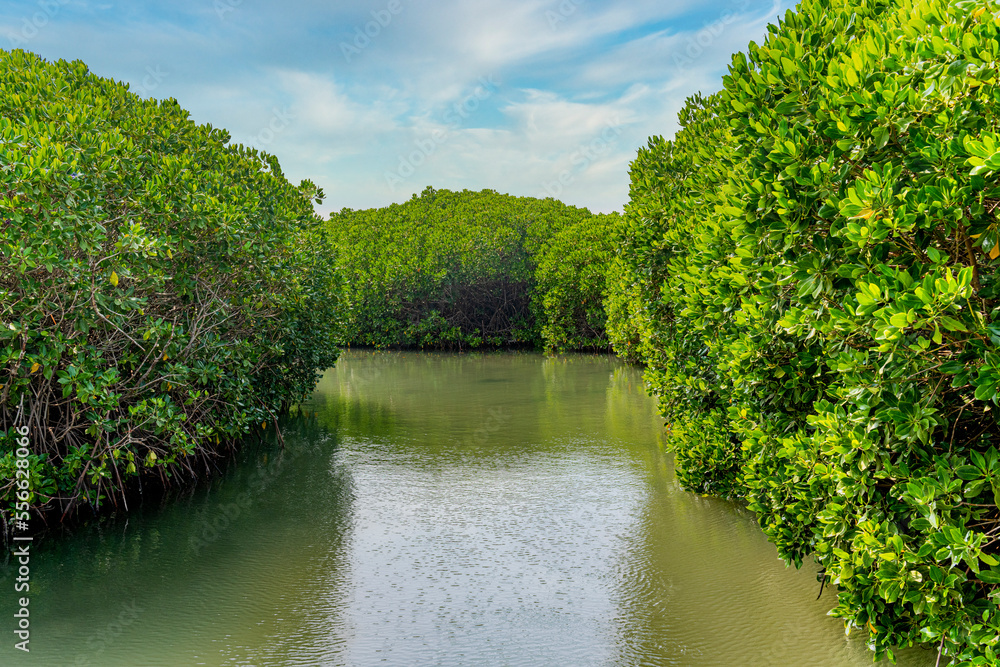 Saudi Arabia, Jazan Province, Green mangrove forest in summer Stock ...