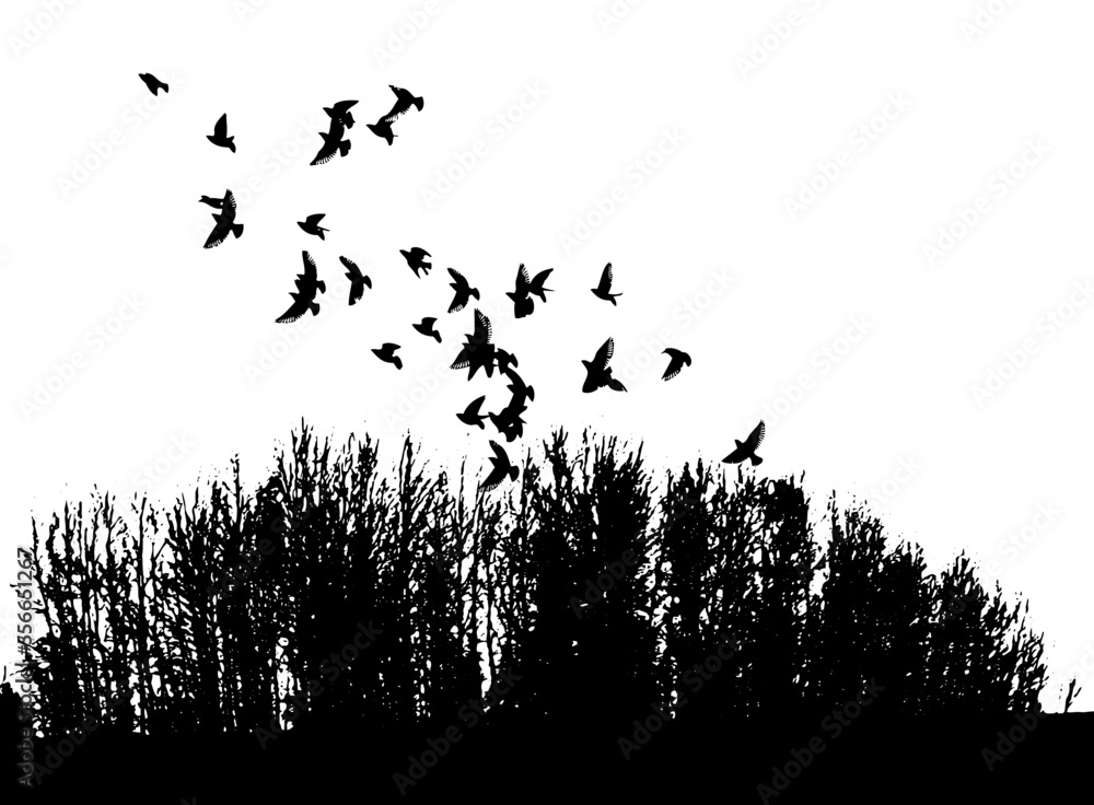 Vector illustration, silhouette of flying birds and tree branches ...