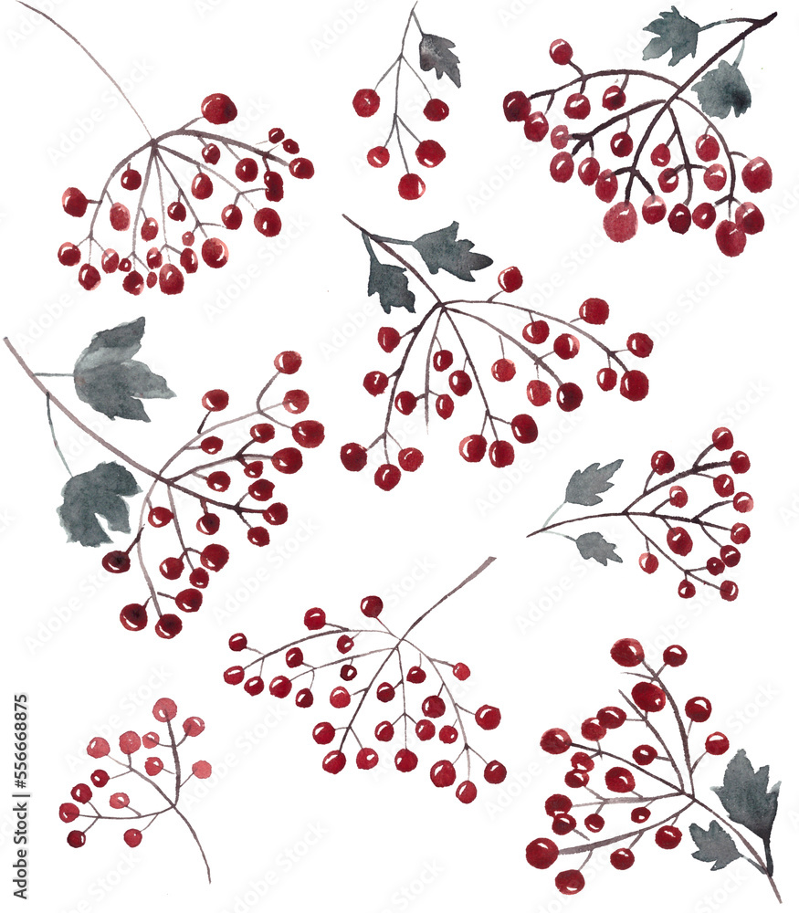 Viburnum watercolor painting elements red berries design isolated on ...