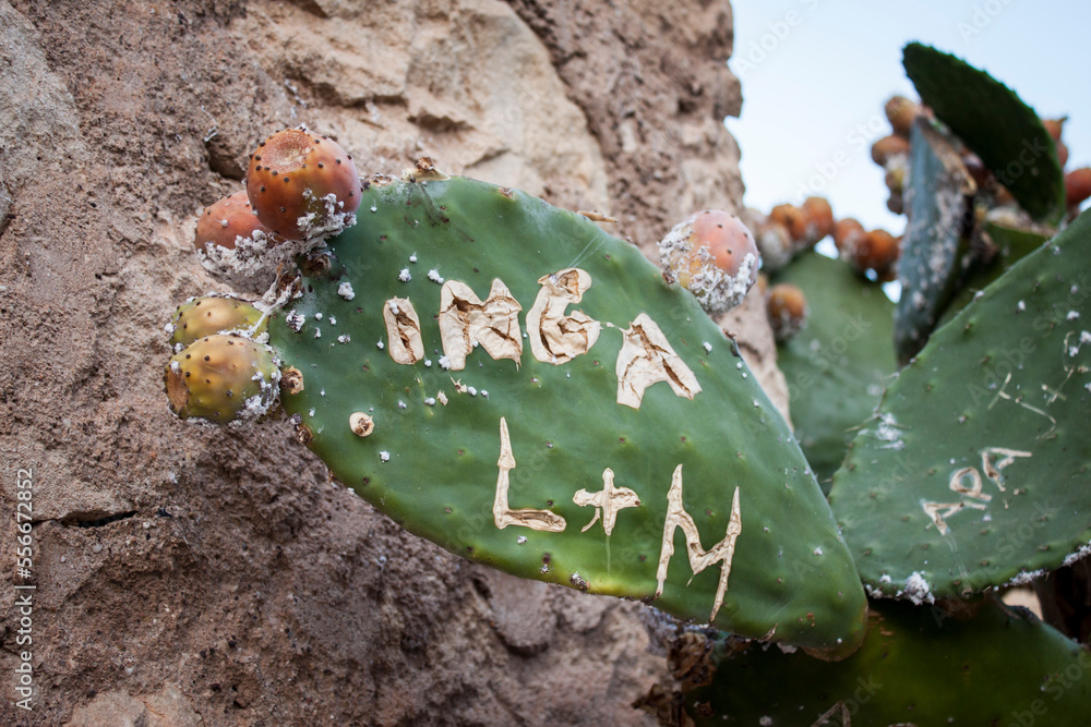 tipografia en nopal Stock Photo | Adobe Stock