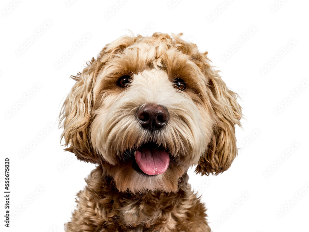 Head shot of golden Labradoodle with open mouth and looking straight at ...