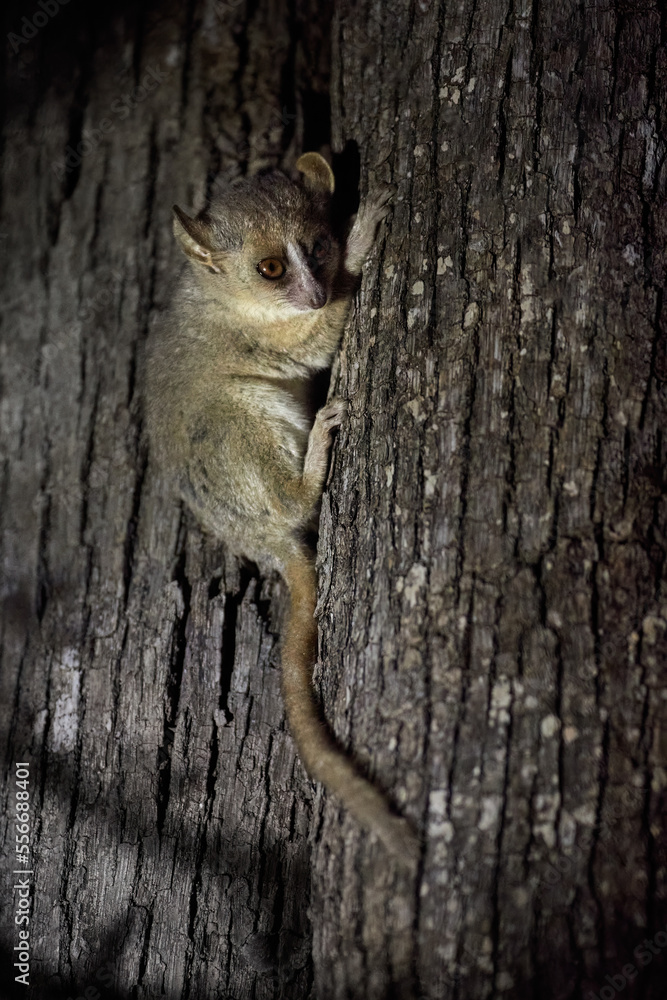 Gray mouse lemur, Microcebus murinus, very small, nocturnal lemur on a ...