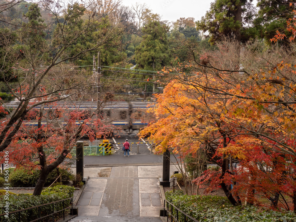 Fall Foliage at Engakuji Temple, North Kamakura Stock Photo | Adobe Stock