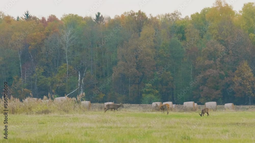 Wild Roe Deer, Capreolus capreolus, on the plain, autumn in Belarus ...