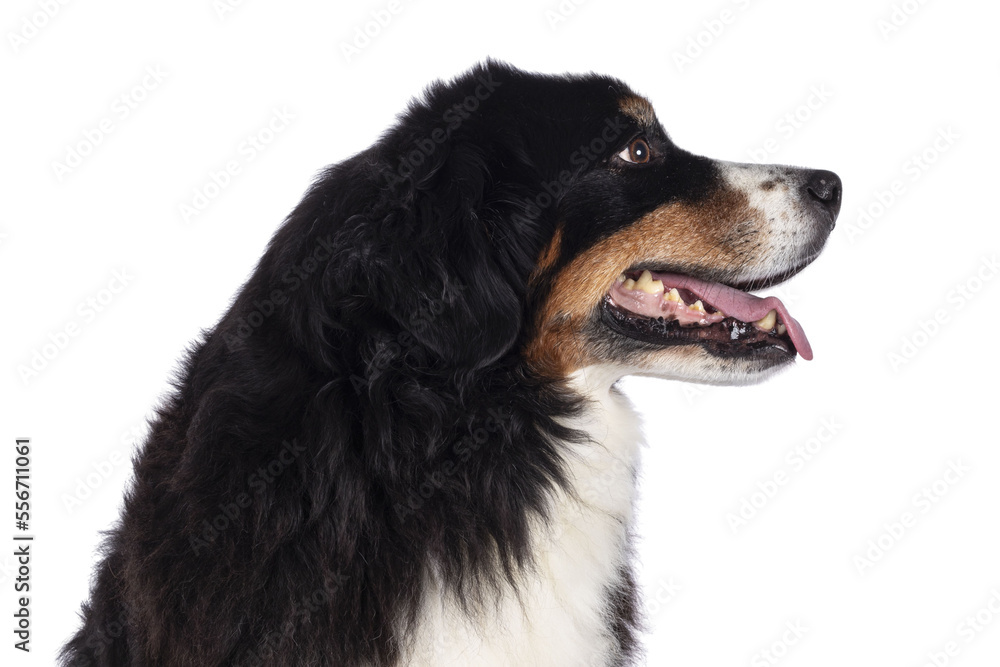 Head shot of pretty adult Berner Sennen dog, sitting up. Looking to the ...