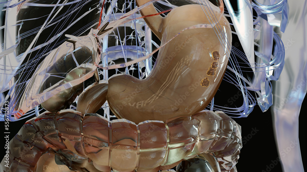 Human Stomach Anatomy Digestion, concept of the intestine, From the ...