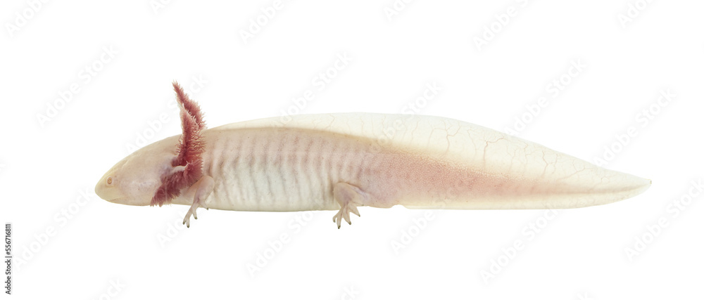 Poster Side view of white axolotl aka Ambystoma mexicanum, laying on ...