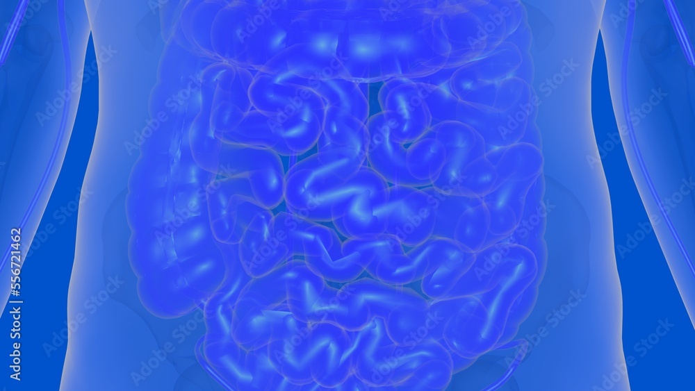 Small and large Intestine 3D Illustration Human Digestive System ...