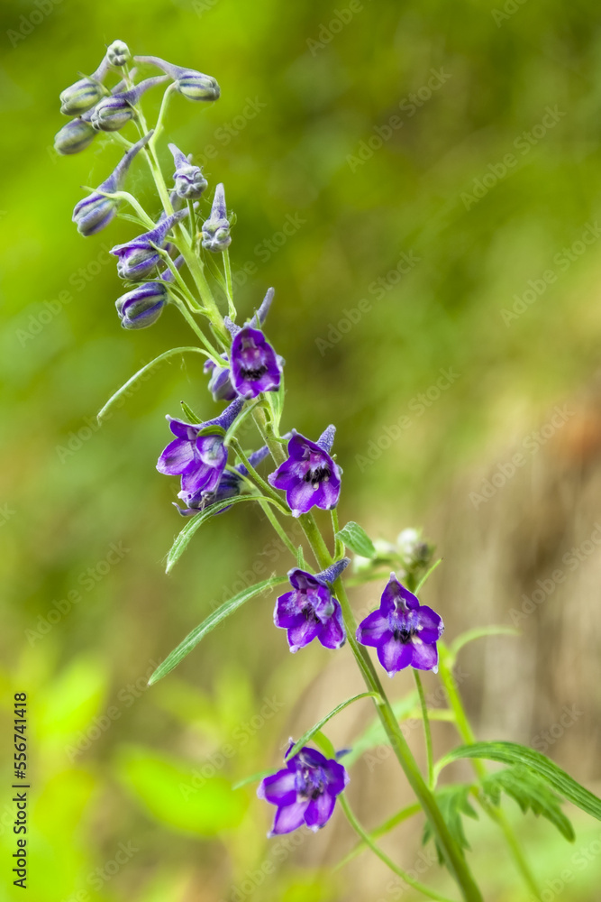 Larkspur (Delphinium glaucum), Chugach State Park, Chugach Mountains ...