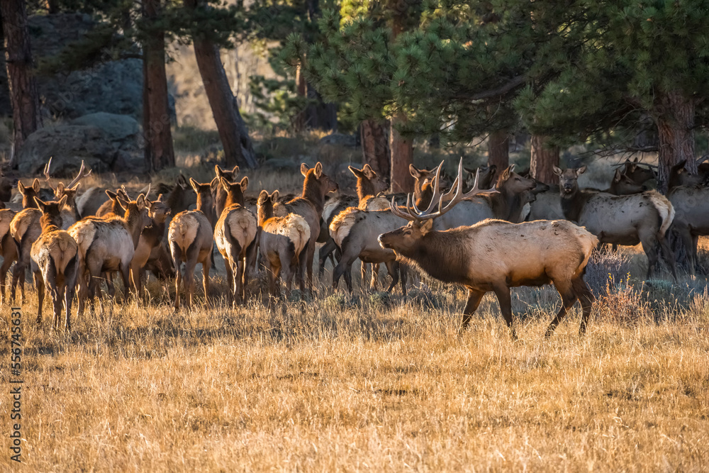 Majestic Bull Elk (Cervus canadensis) with his harem of cows during the ...