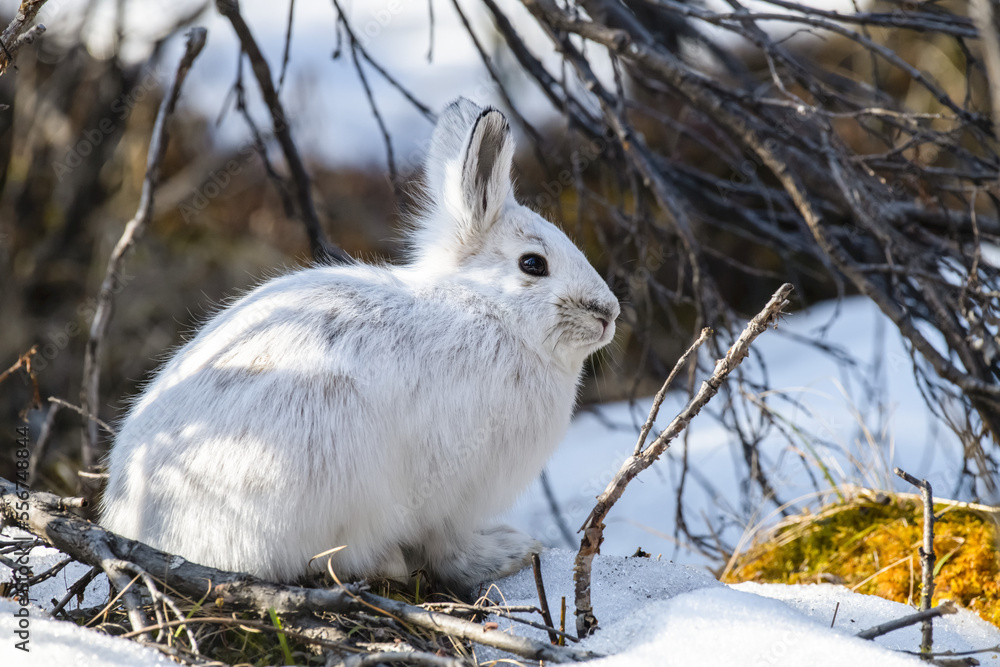 Portrait of snowshoe hare (Lepus americanus) in white winter coat in ...